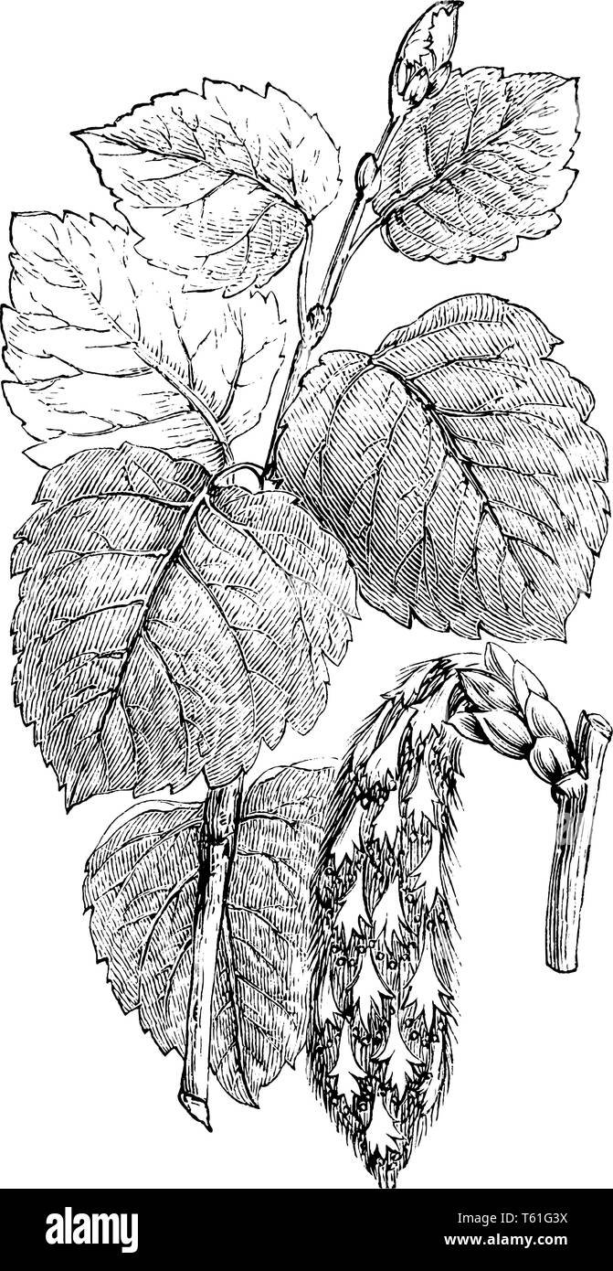 Populus species Stock Vector Images - Alamy