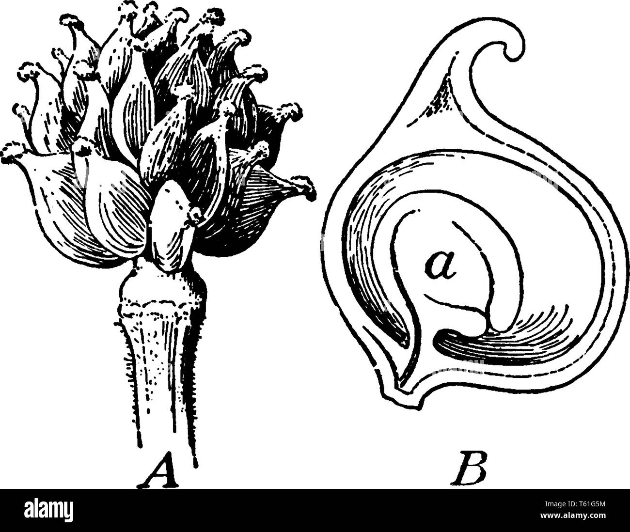 This image is showing a buttercup akenes. This flower akene is dense ...