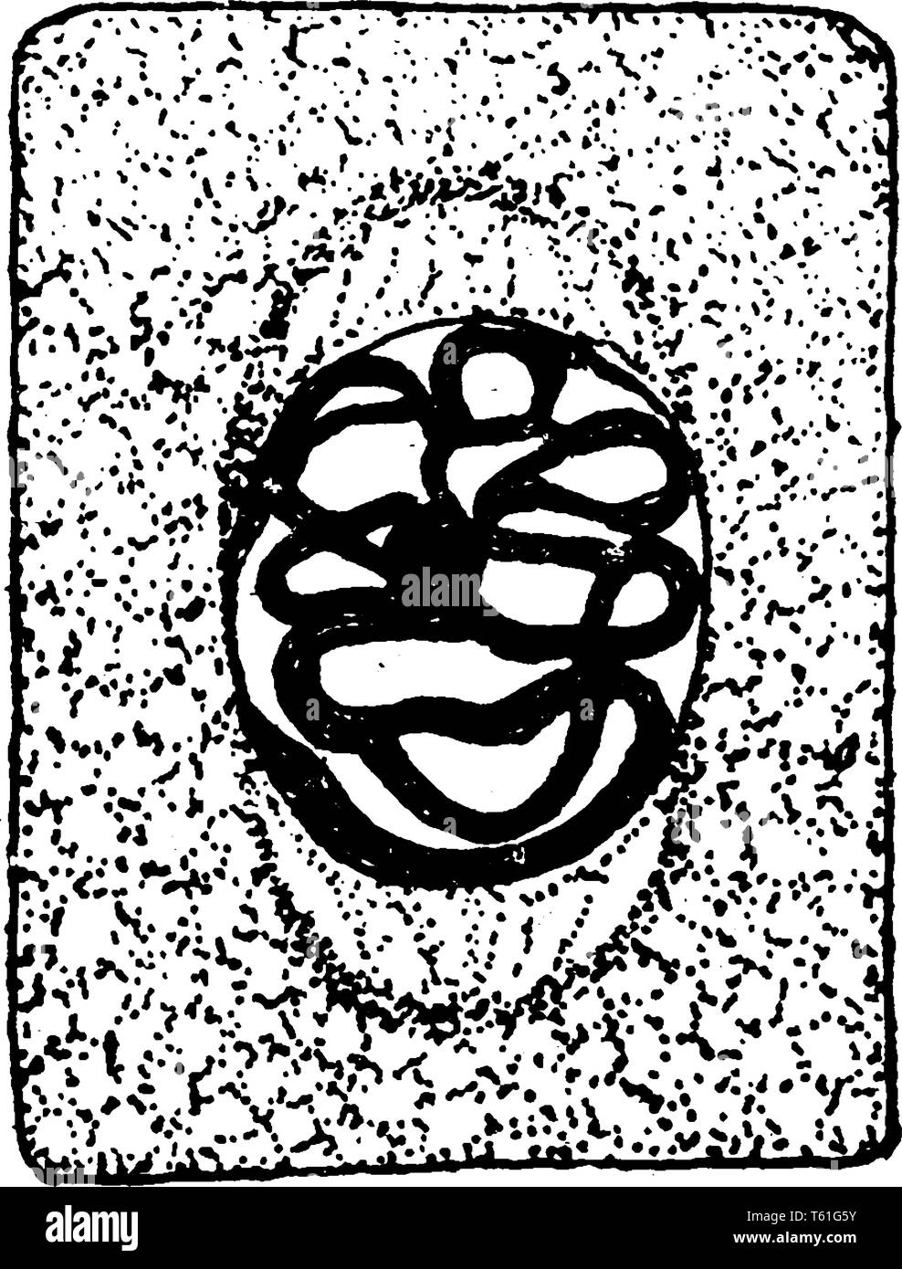 Plant division is a process by which a parent cells divide into two or ...