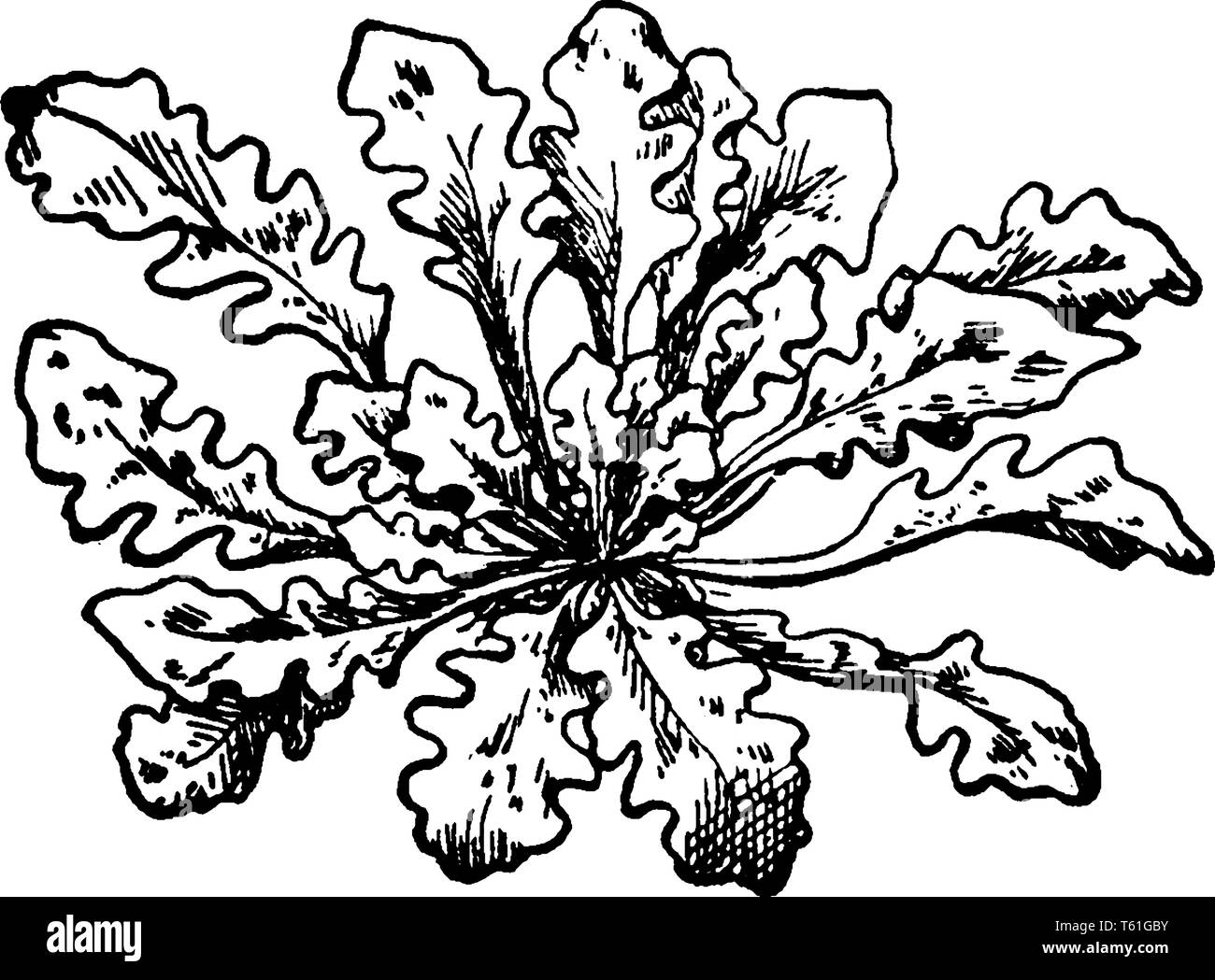 Native to western europe Black and White Stock Photos & Images - Alamy