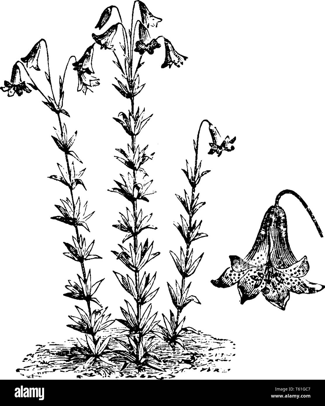 Flowers emerge in June. They are bright yellow to pale bright red with ...