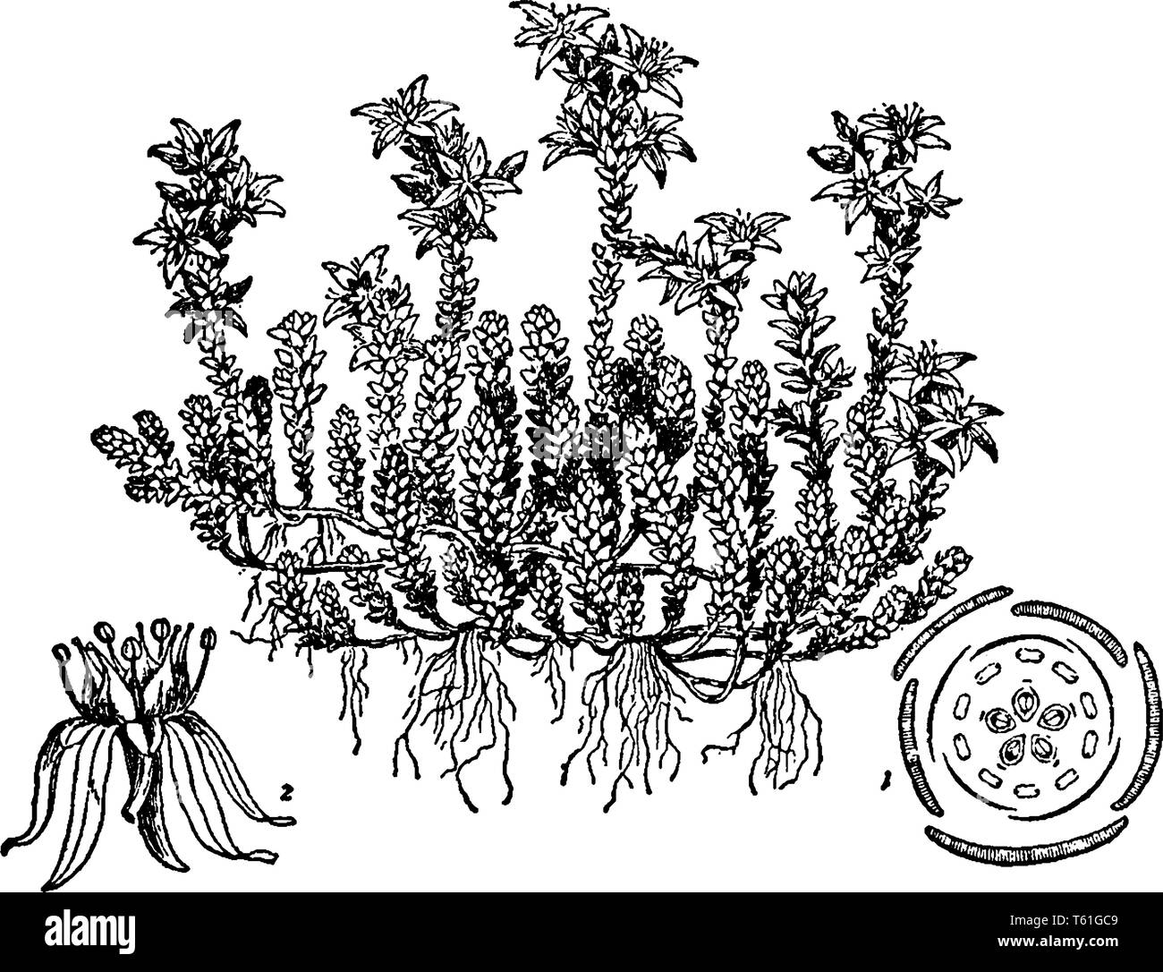 Plants sedum Stock Vector Images - Alamy