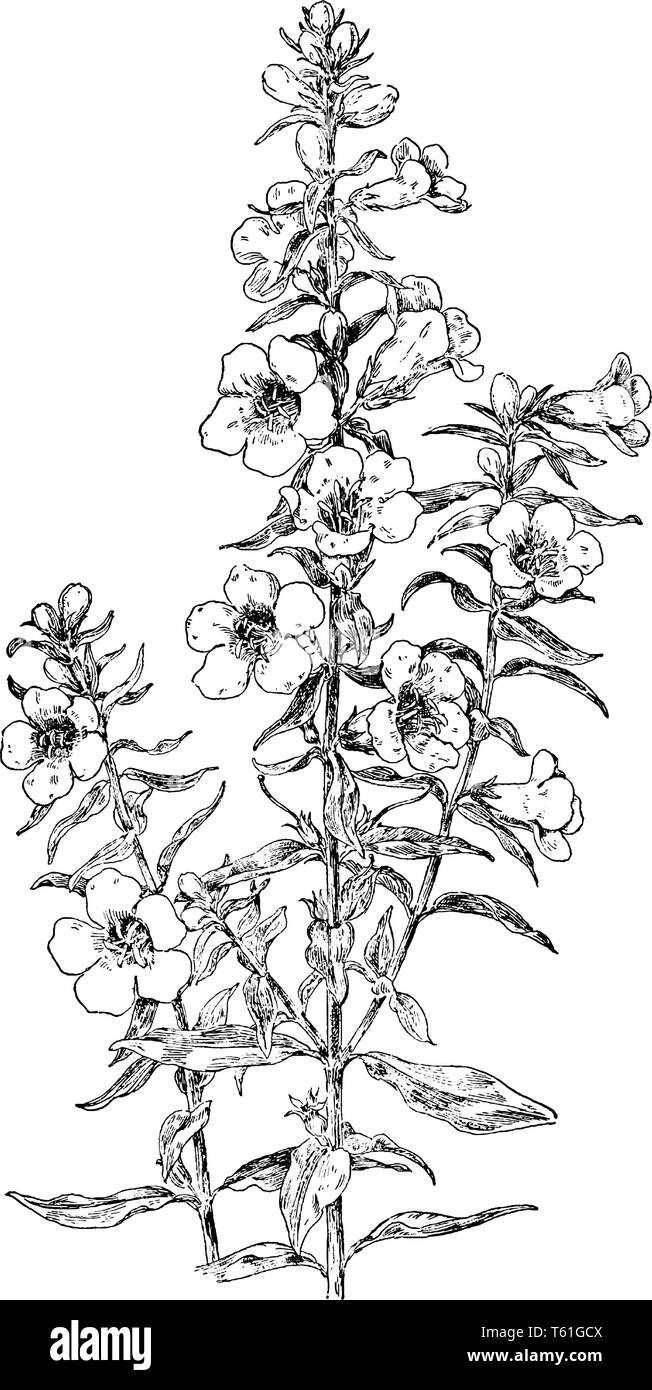 Plant leaves growing on node along the stem. A tabular shaped flower ...