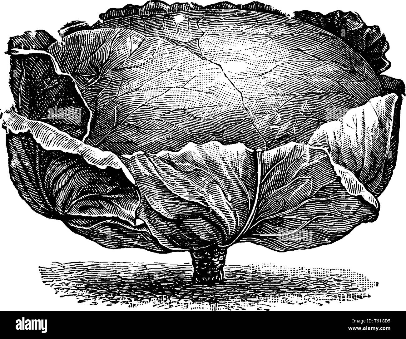 Vintage Cabbage Drawing
