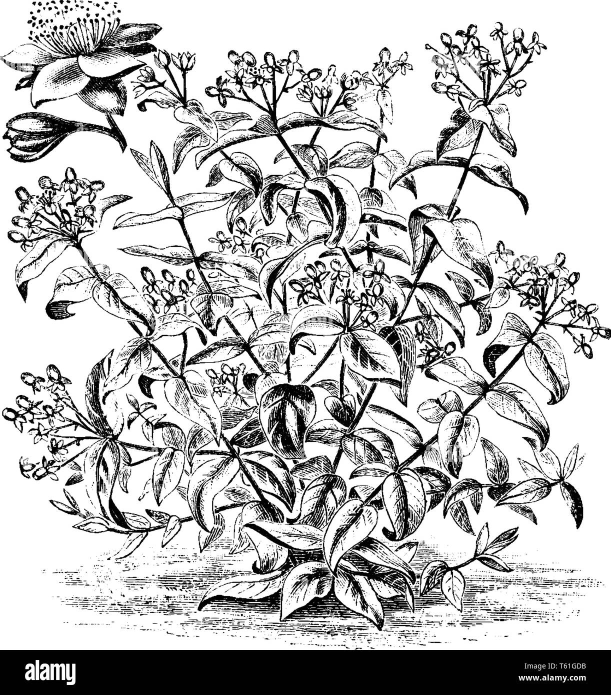 Amber d Stock Vector Images - Alamy