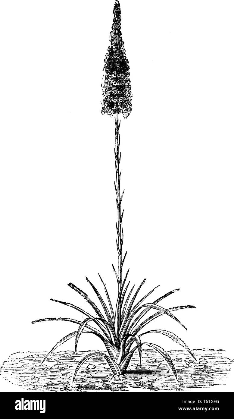 Agave Yuccaefolia have a greenish yellow colored flower and its leaves ...