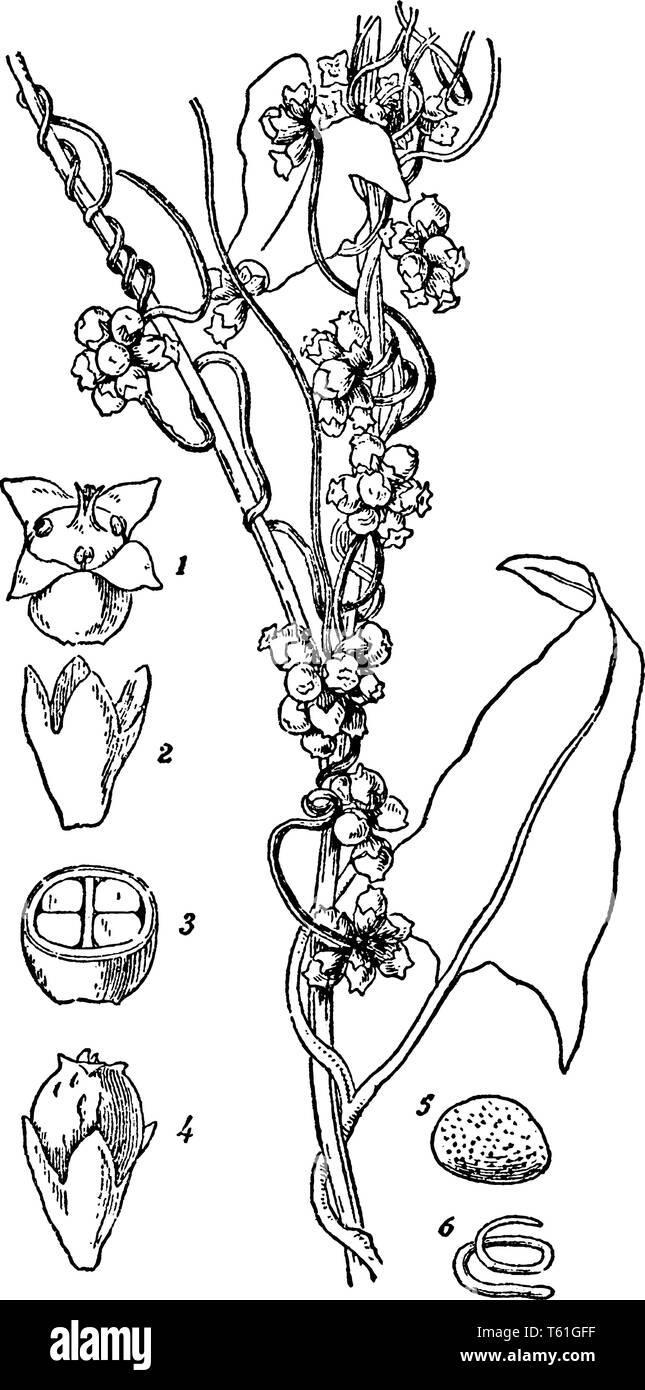 A picture shows Dodder. It belongs to Cuscutaceae family. It includes ...