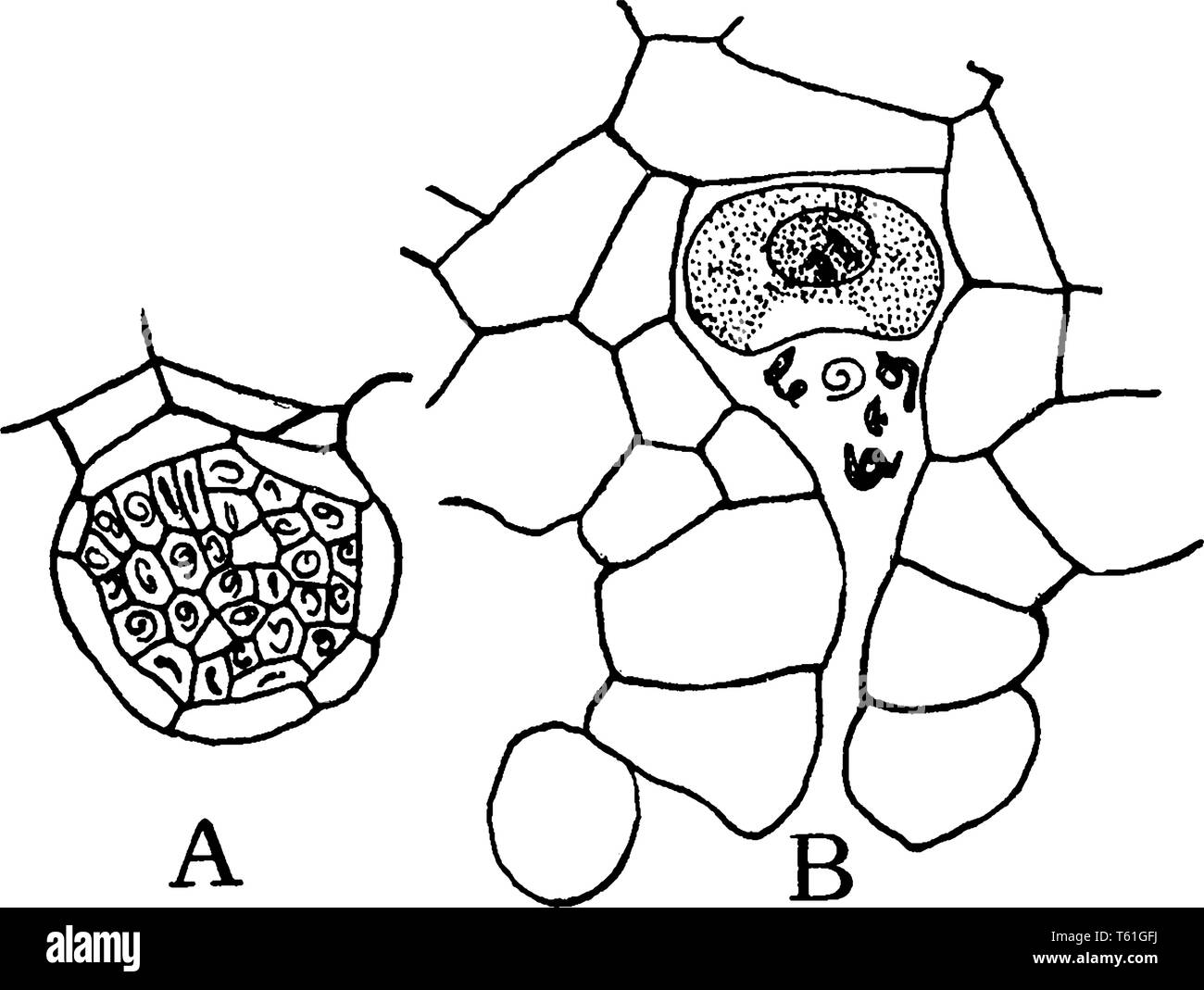Ferns are a very ancient family of plants. The life cycle and ...