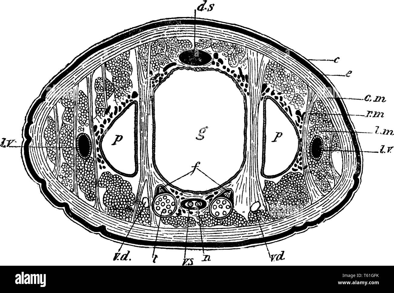Leech Black and White Stock Photos & Images - Alamy