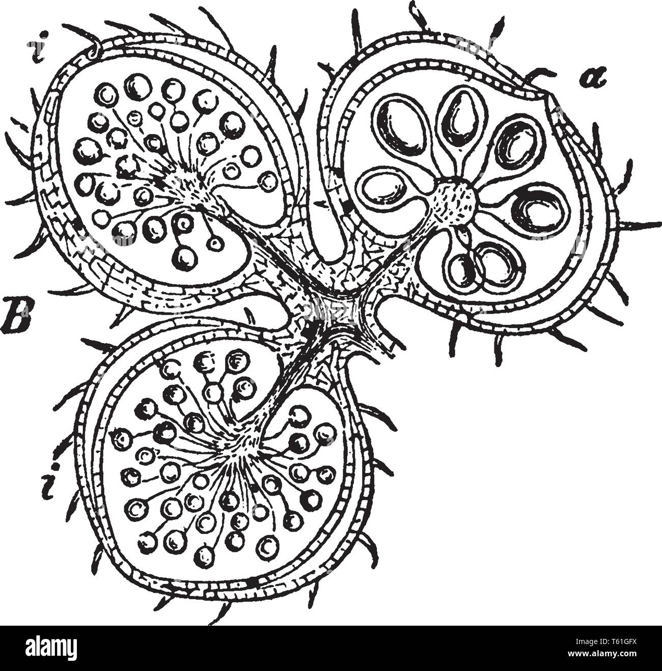 Spore production Stock Vector Images - Alamy