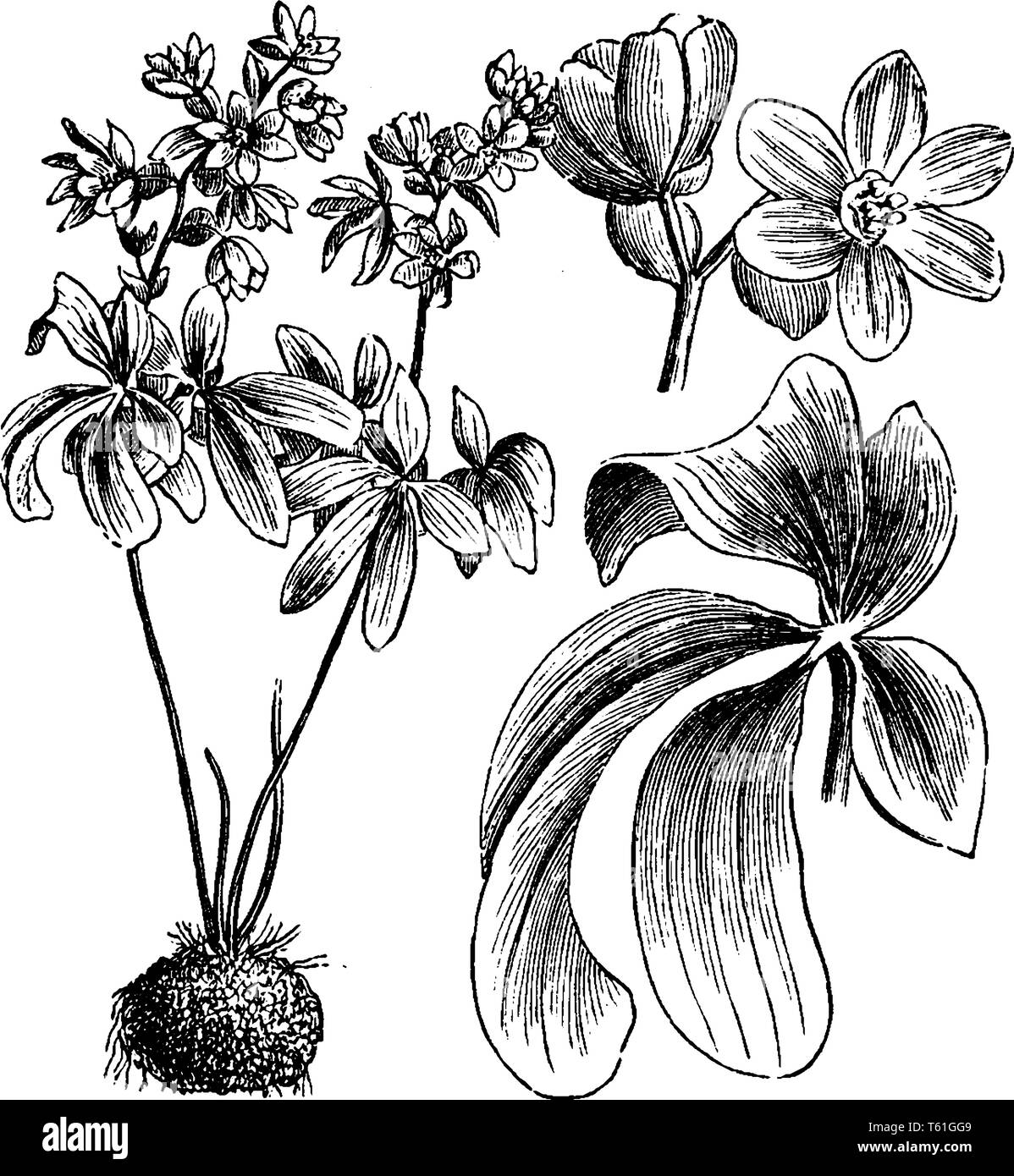 Five Petal Flower Shape