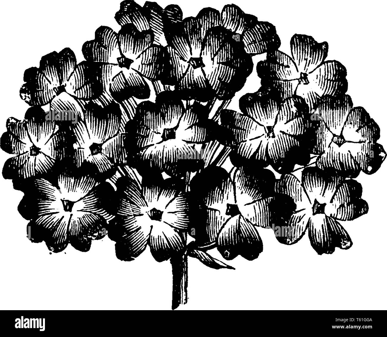 Round open flowers Stock Vector Images - Alamy