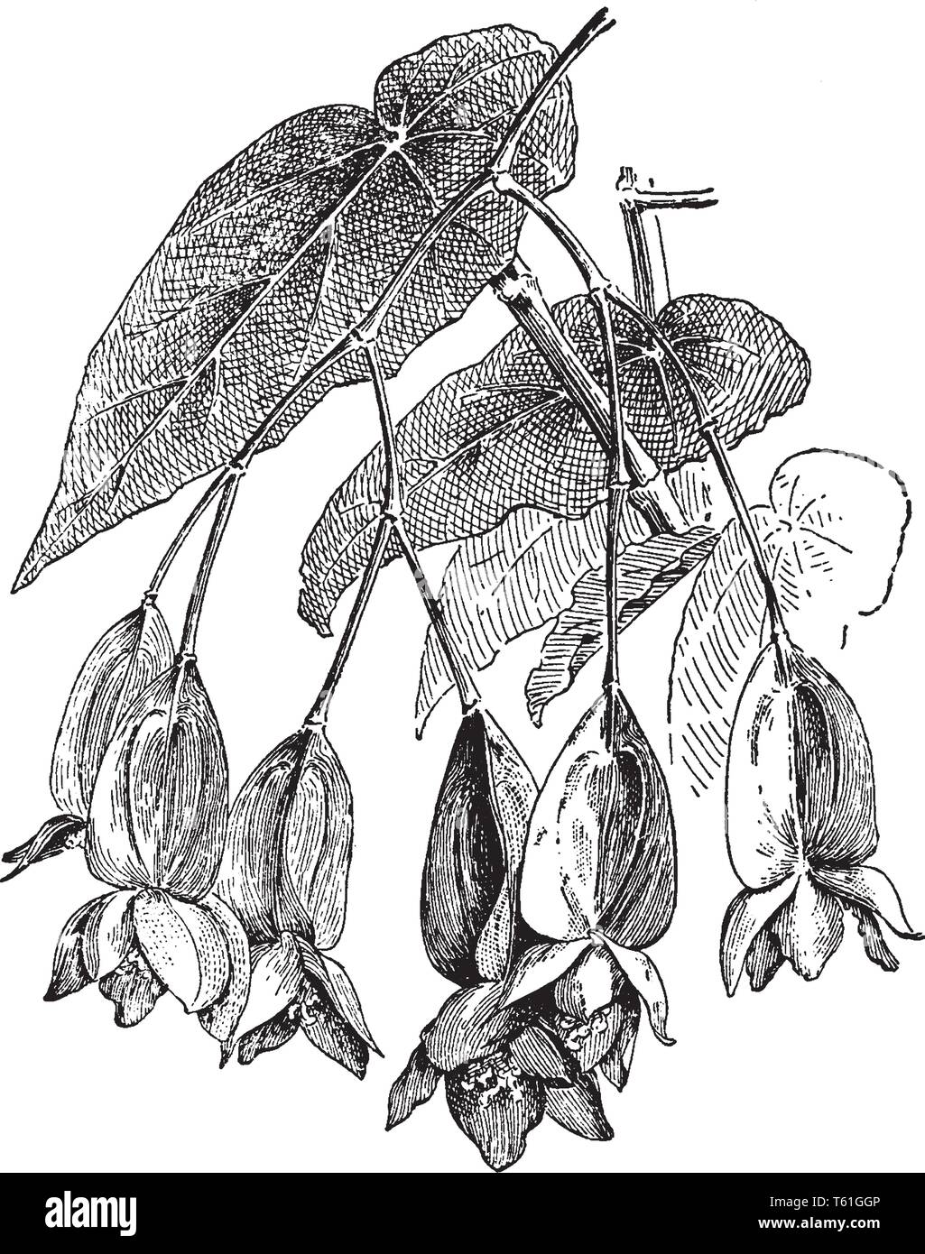 Begonia Coeeinea is flowering plant. Its flowers are a small size, they ...