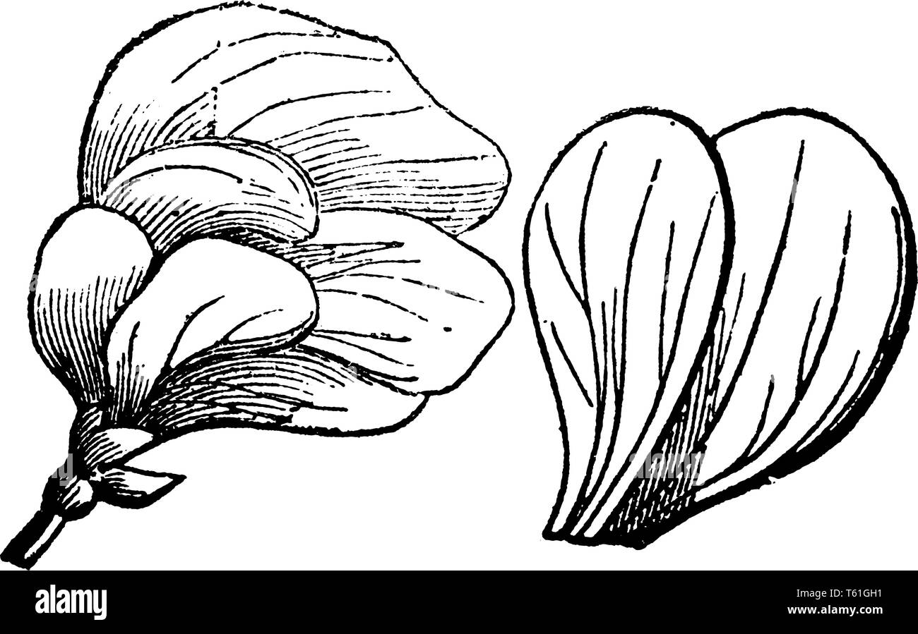 A picture of Papilionaceous leaves. The shape of these leaves are like ...