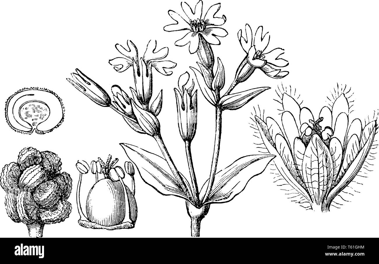 Red campion drawing Stock Vector Images - Alamy