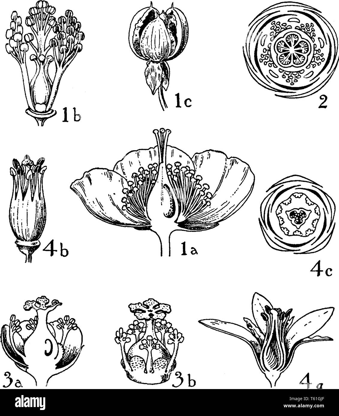 This picture represents different stages of flower sprouting, vintage ...