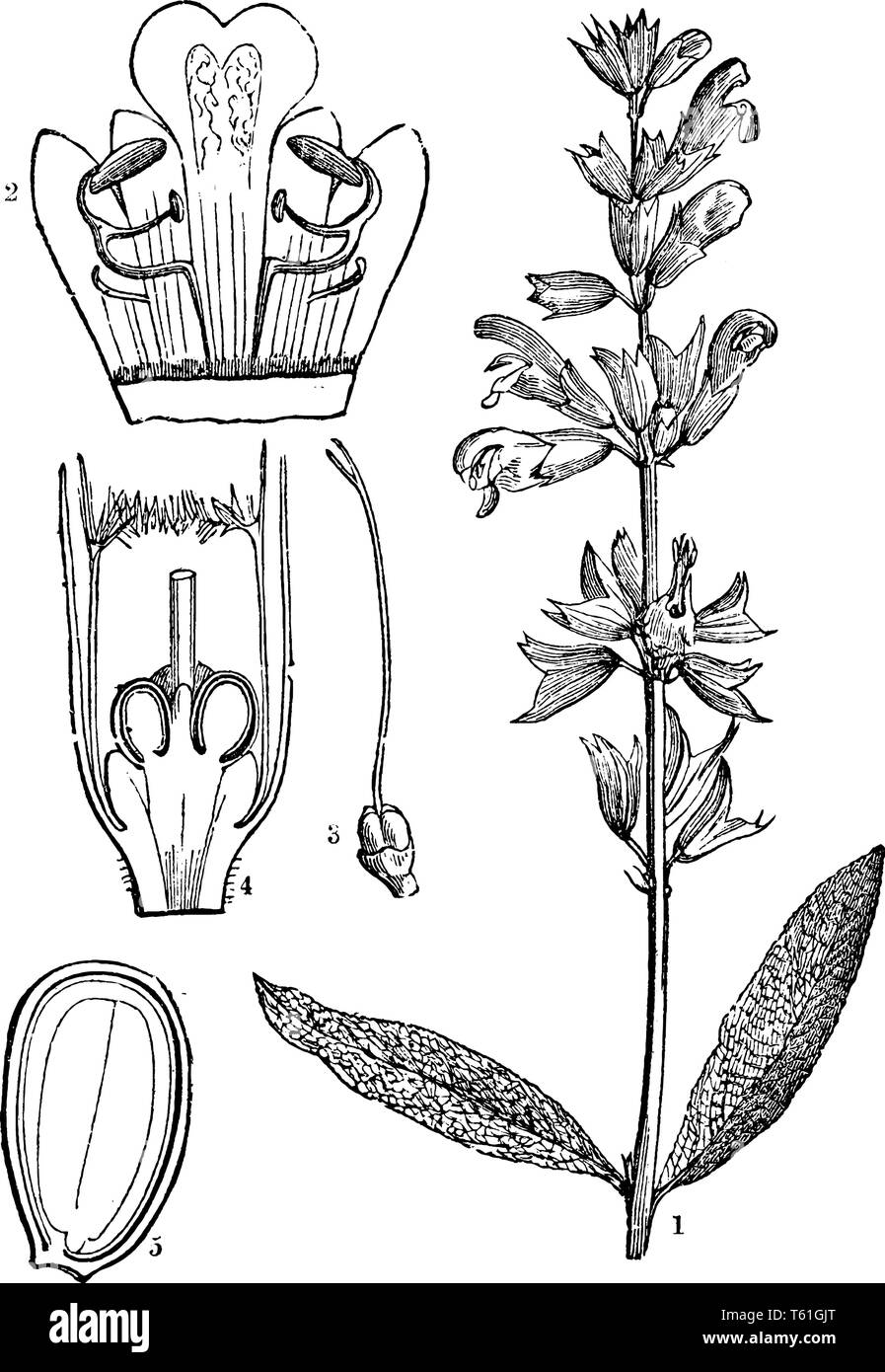 Black white picture lower Stock Vector Images - Alamy