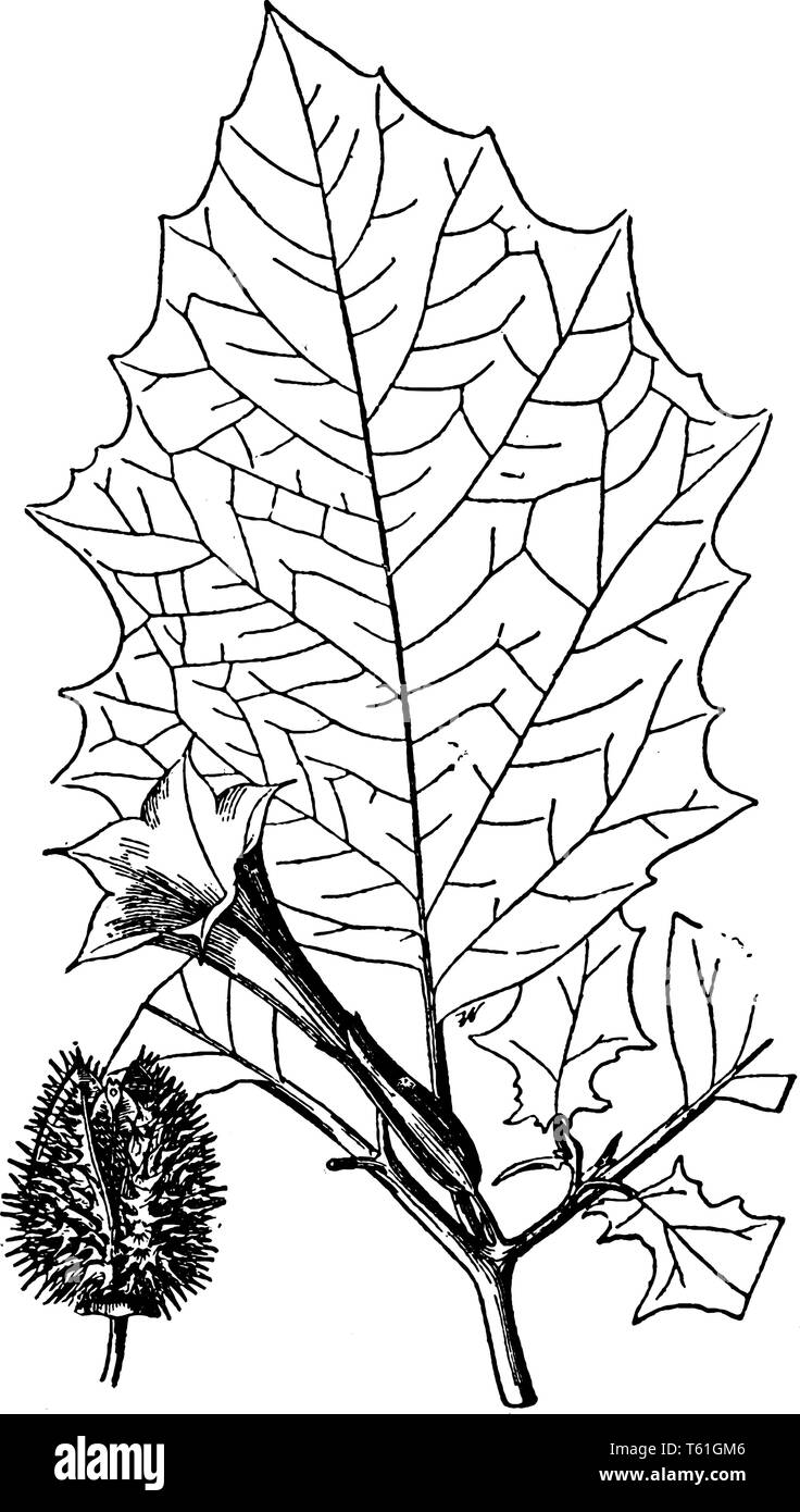 This picture part of jimson weed, the flowers looks trumpet shape ...
