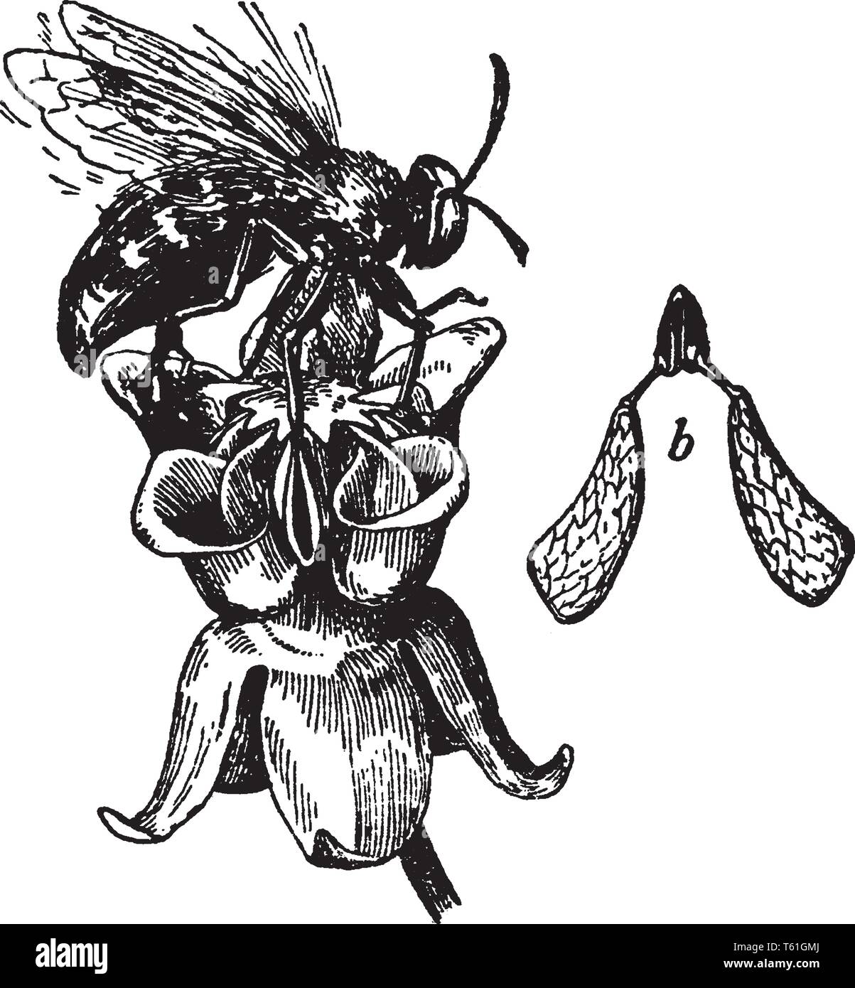 White milkweed flowers Stock Vector Images - Alamy