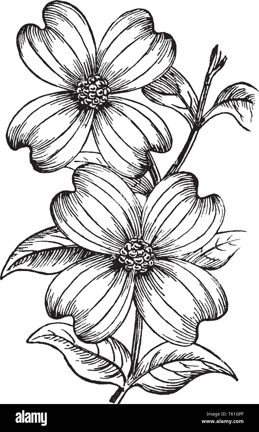 Characteristic flowers Cut Out Stock Images & Pictures - Alamy