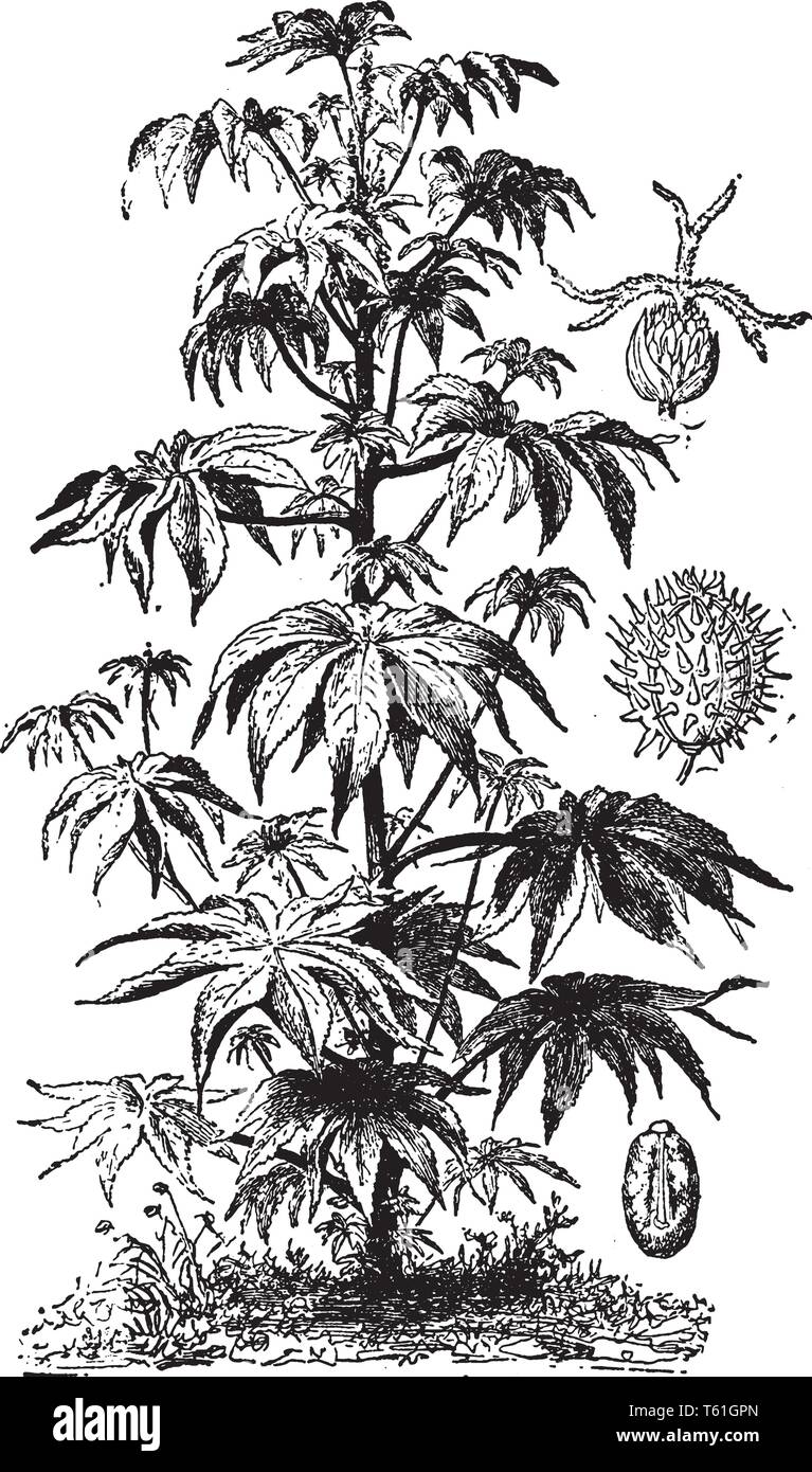 The castor oil plant is native to Africa. The young plants grow quite ...