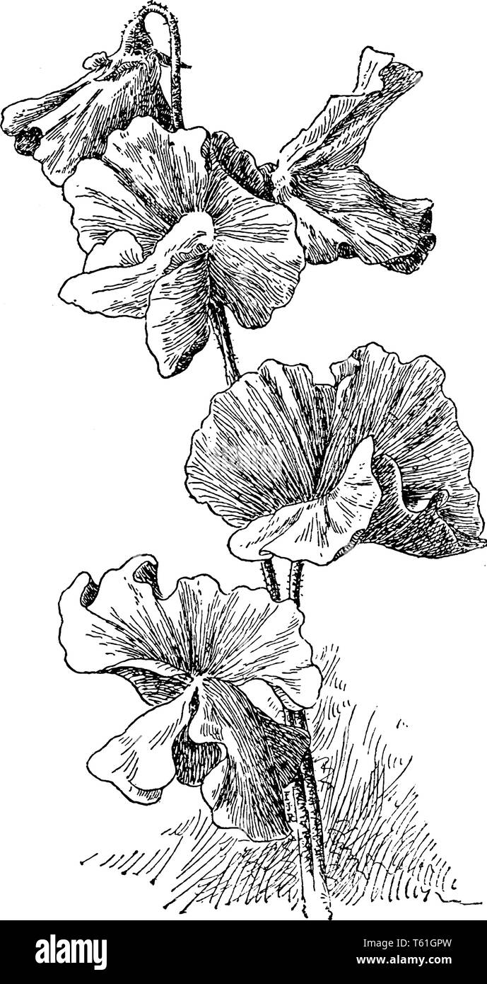 Is 2 meters Stock Vector Images - Alamy