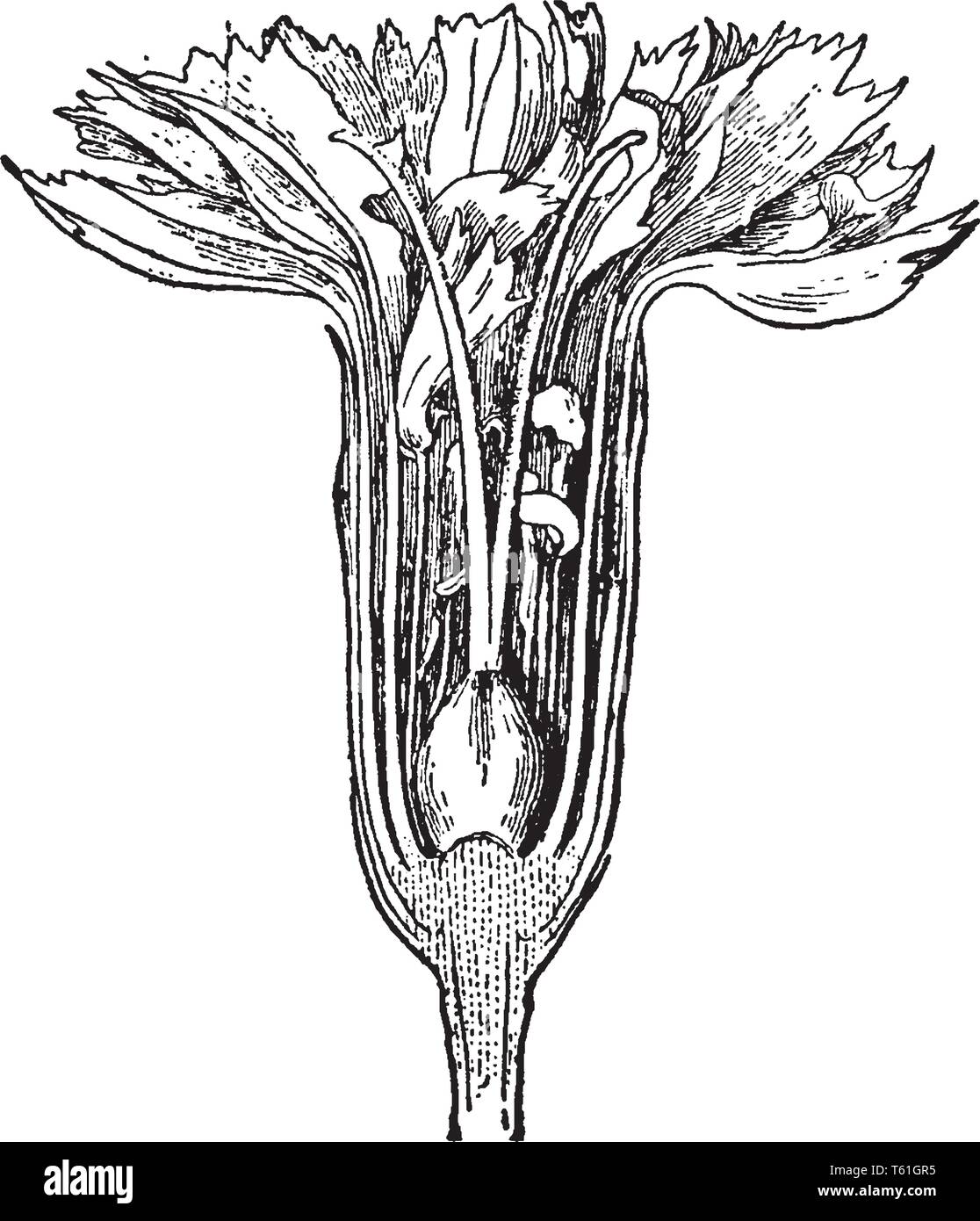 The image showing section of carnation shows the leaf anthers. And ...
