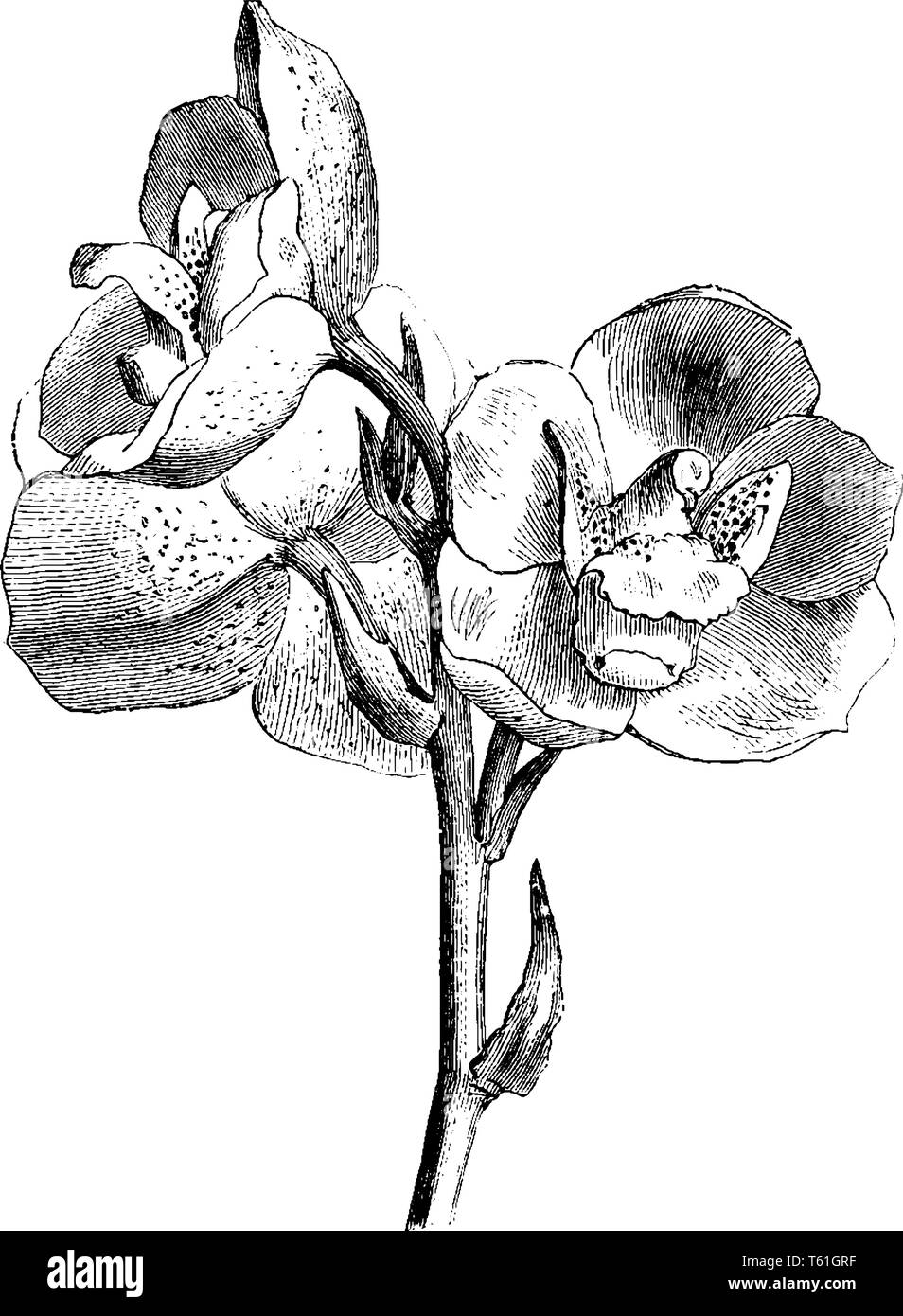 The dove of the holy ghost Stock Vector Images - Alamy