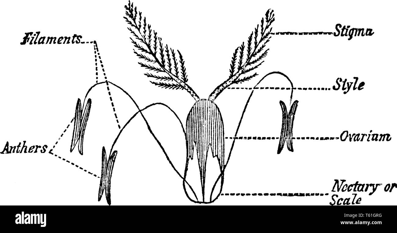 This picture of grass of flowers, it growing, the upper side grow small ...
