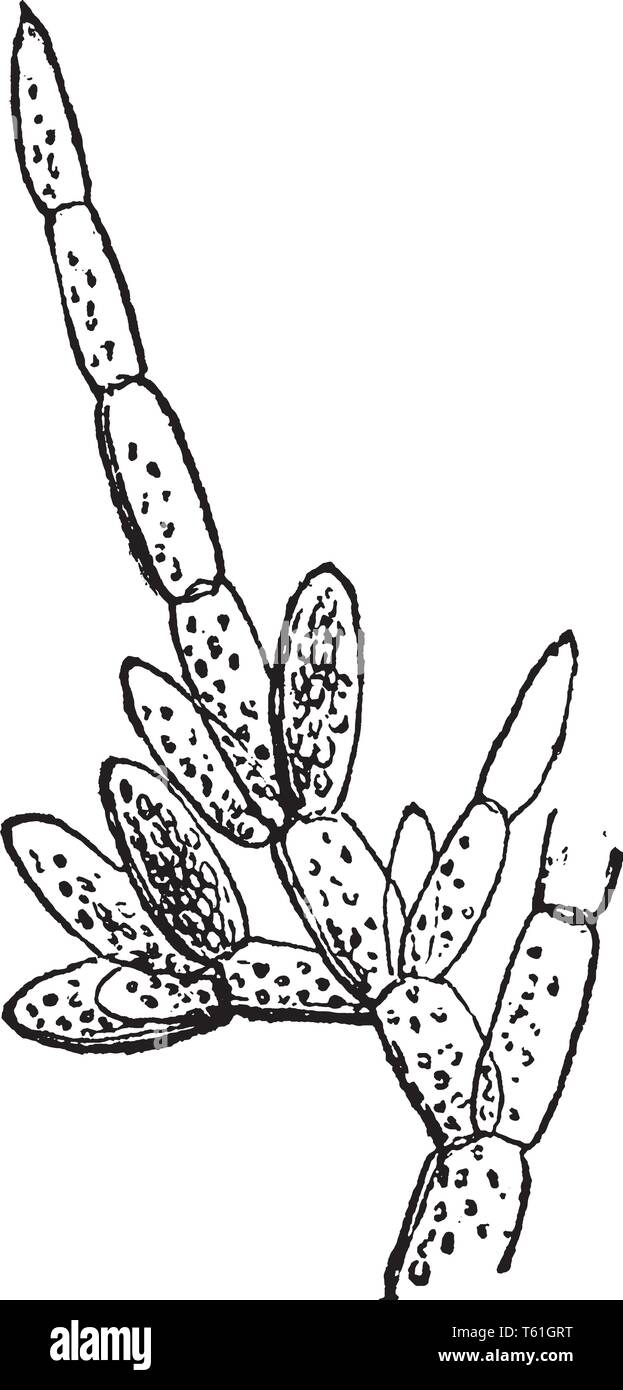 A picture, that's showing Antheridia on the branch of Fucus, vintage ...