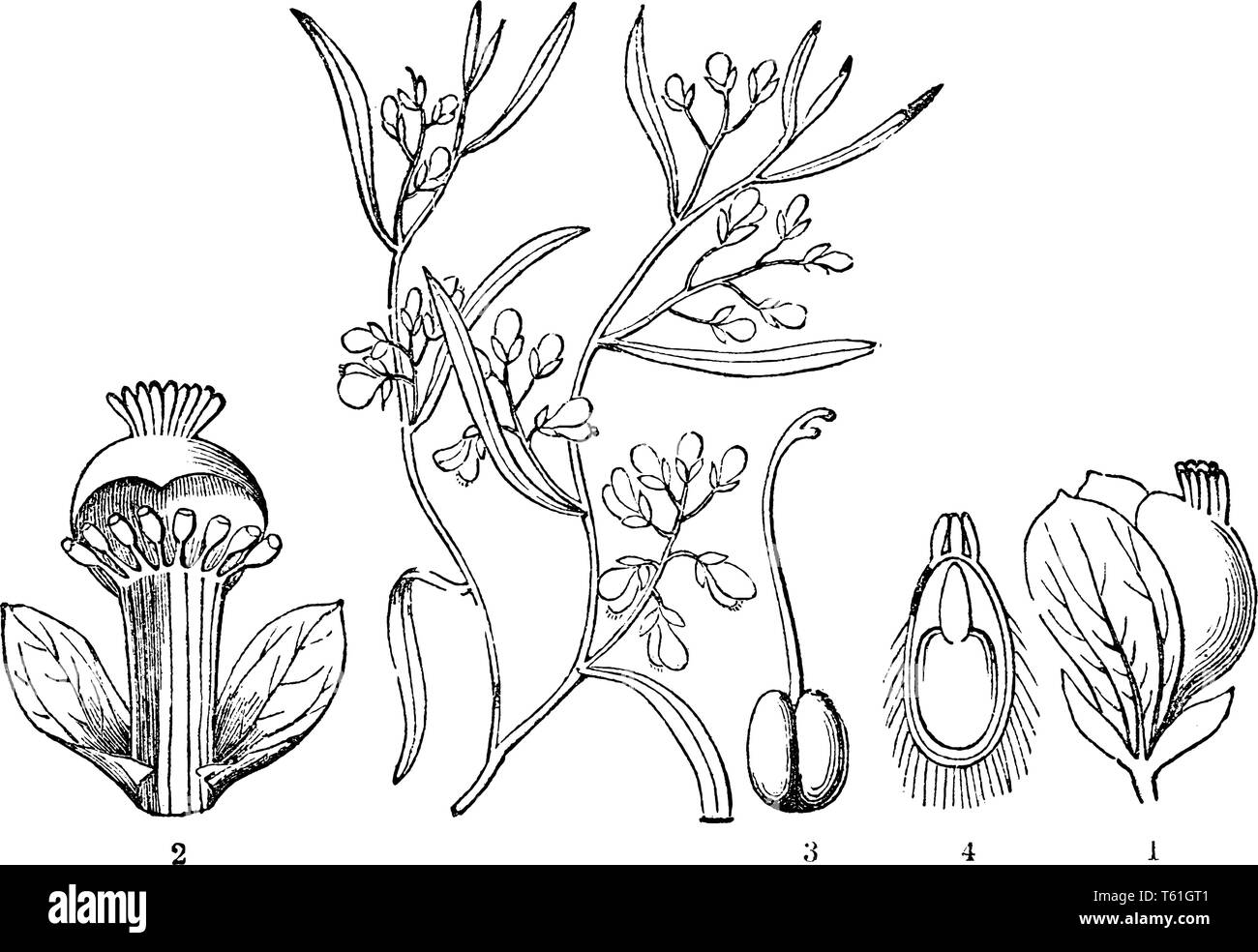 Before birth Stock Vector Images - Alamy