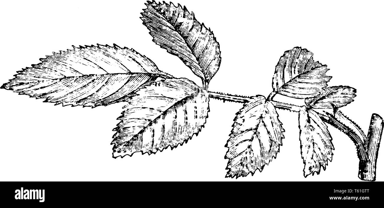 Rose Leaf Drawing