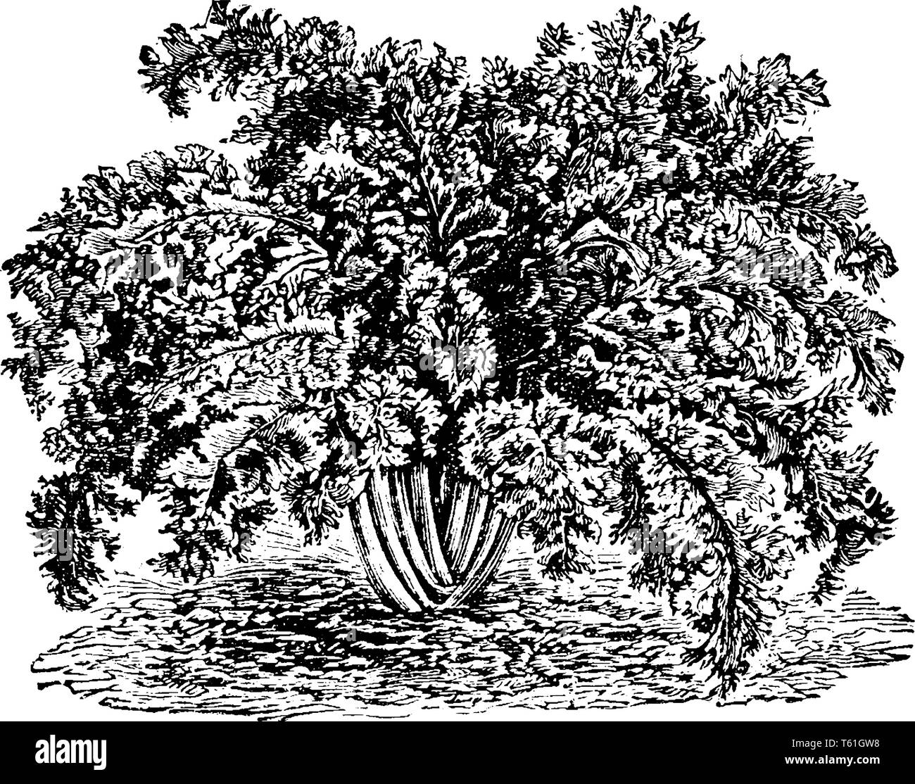 This picture is kale. The leaves are small and dense. Leaves attached ...