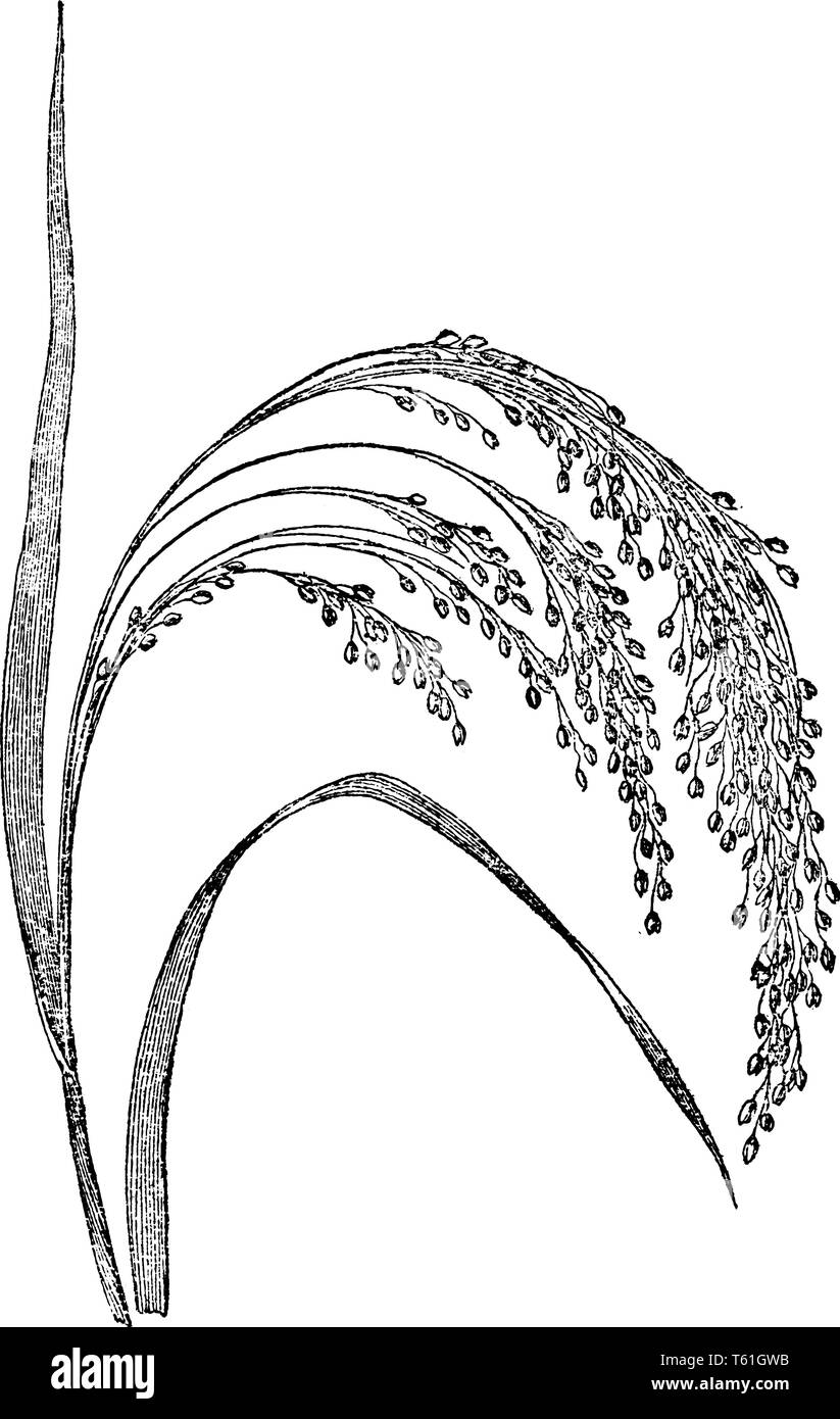 This crop is very thin and short, it bends at medium stem, and there is ...