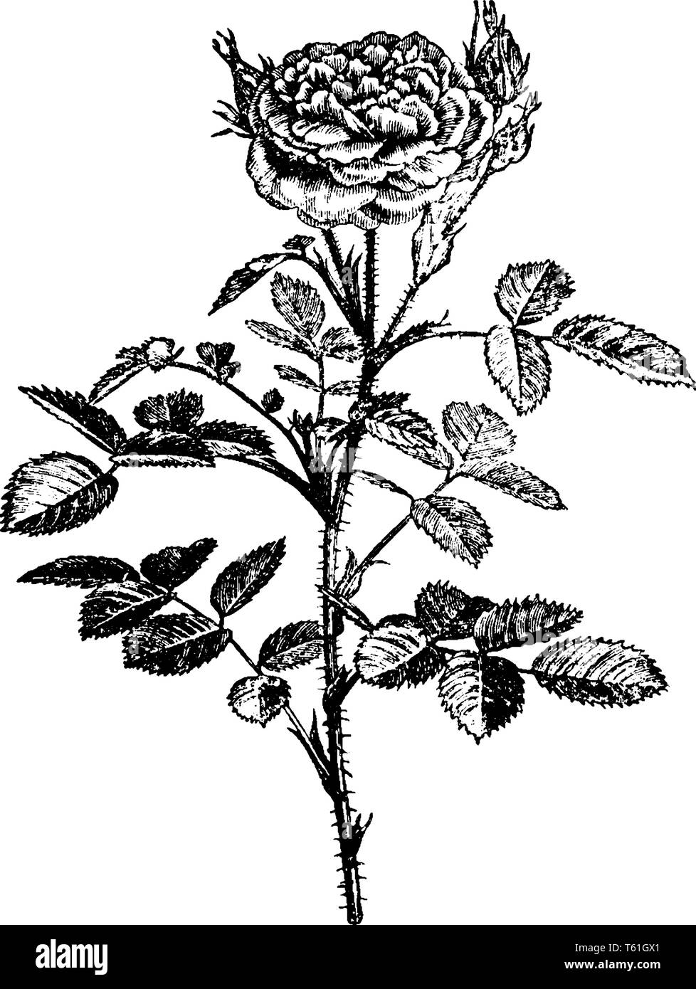 Rosa pomponia Stock Vector Images - Alamy