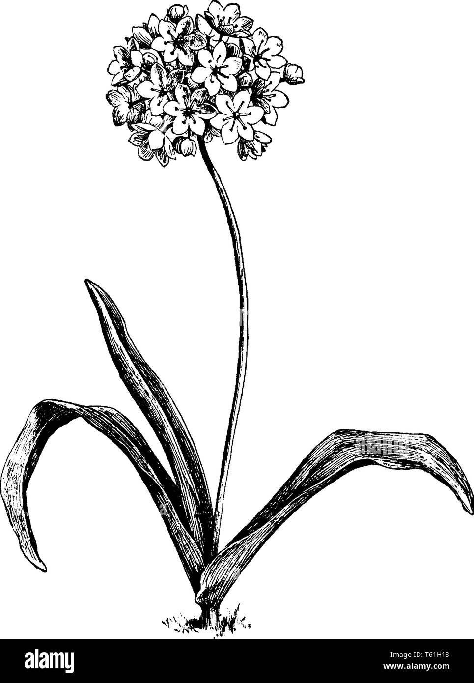 Allium Neapolitanum is belonging to onion subfamily. It has long and ...