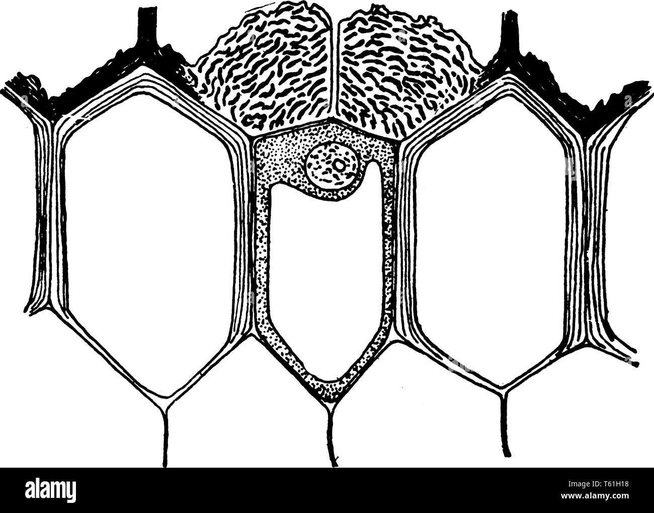 Aerial root Stock Vector Images - Alamy