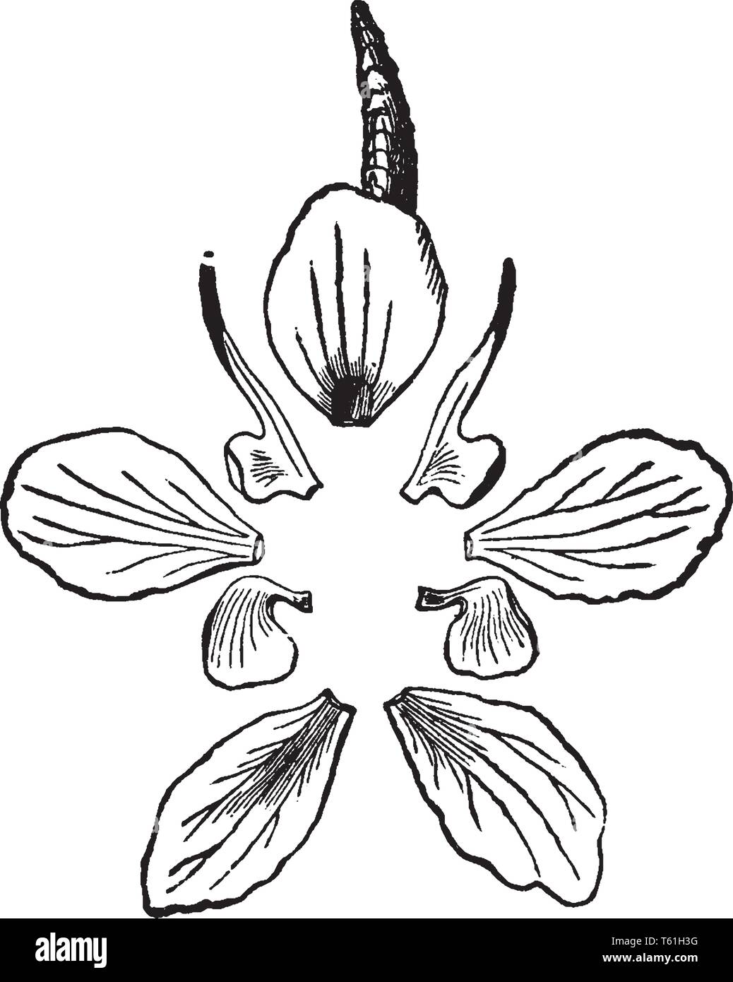 Corolla shapes hi-res stock photography and images - Alamy