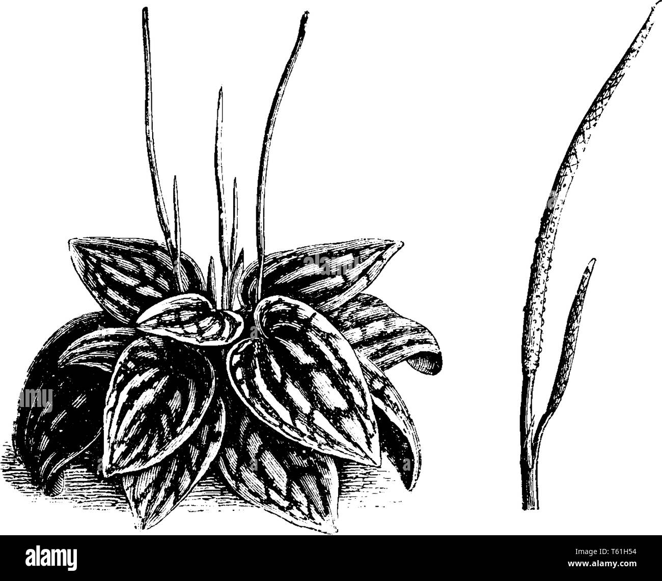 Silver purple Black and White Stock Photos & Images - Alamy