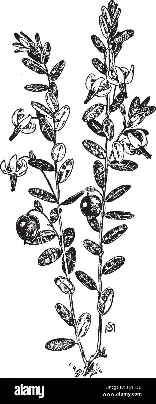 Flower with small buds Stock Vector Images - Alamy