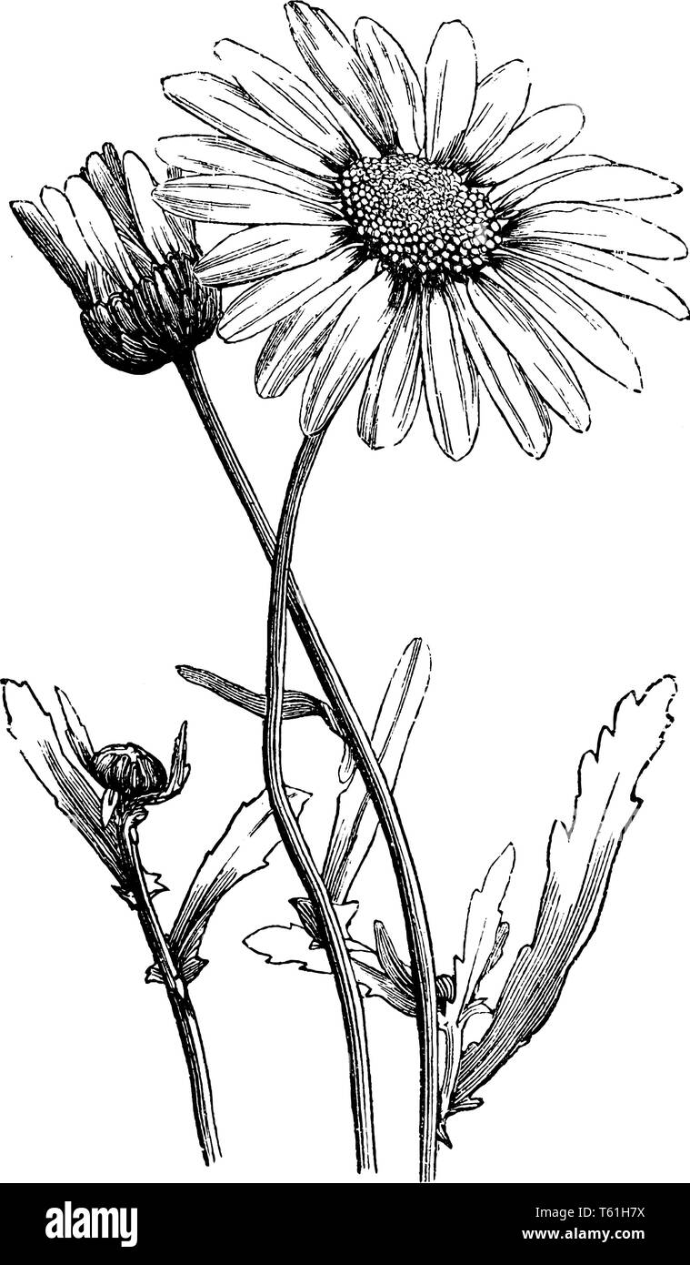 Picture of a daisy Black and White Stock Photos & Images - Alamy