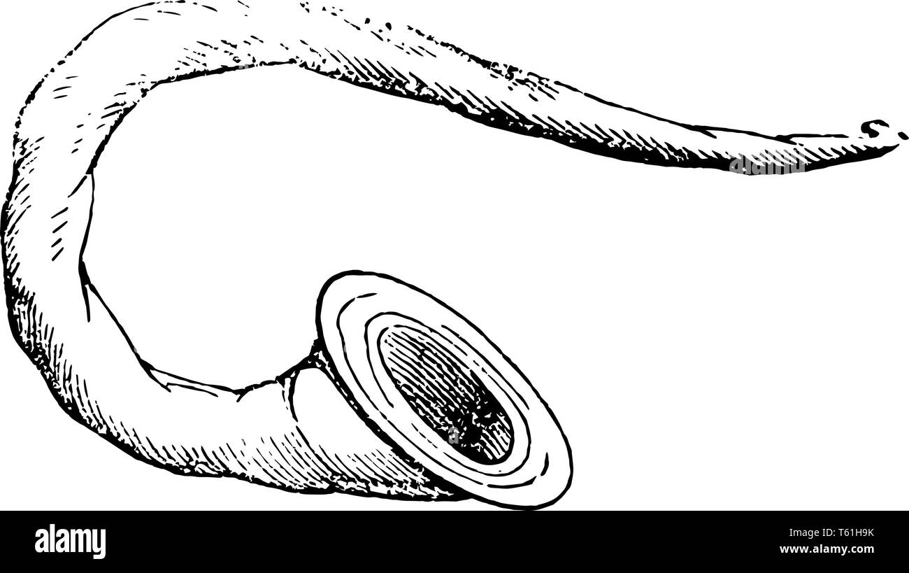 Buccina Horns