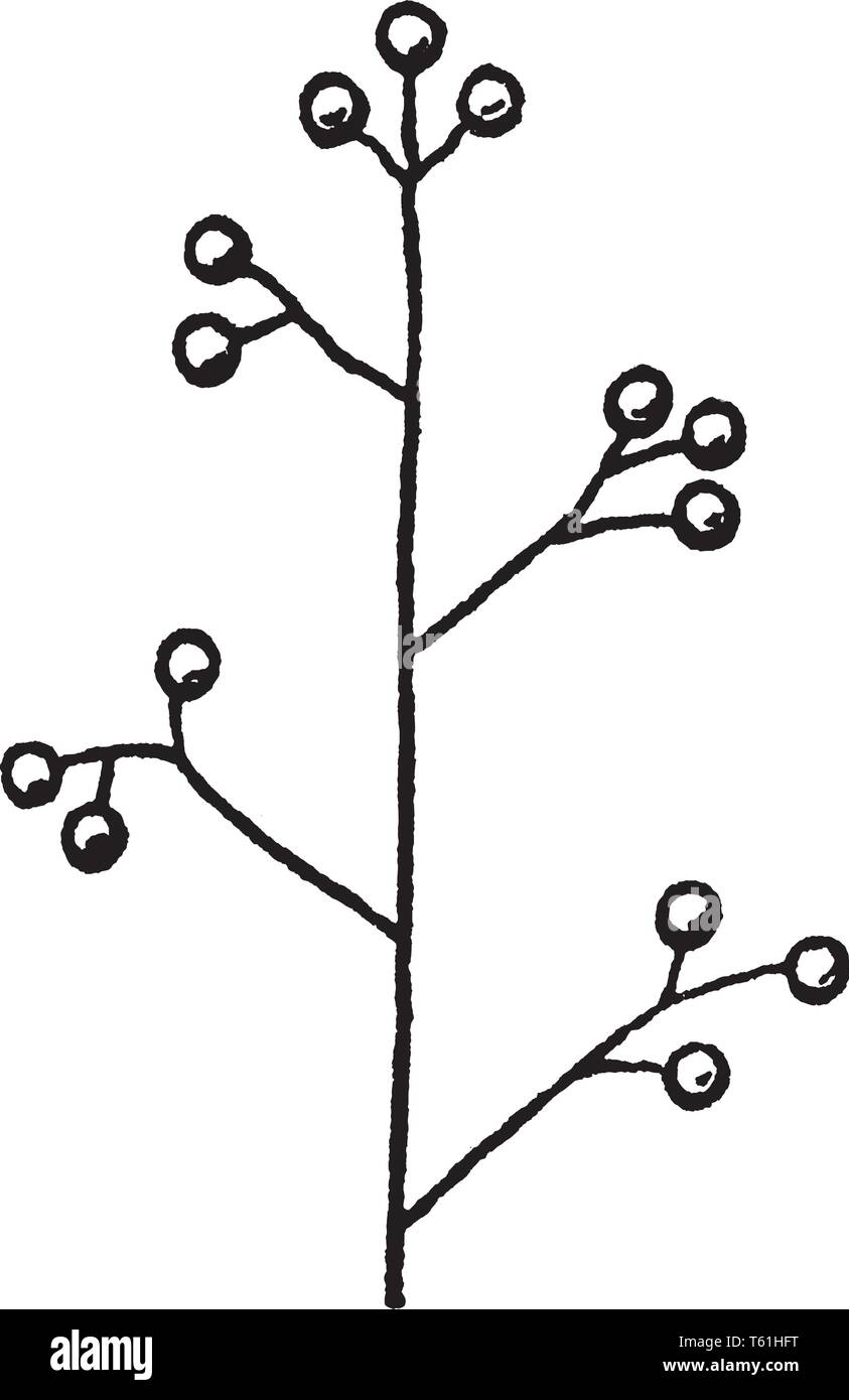 This is an image of panicle. This is a loose branching cluster of ...