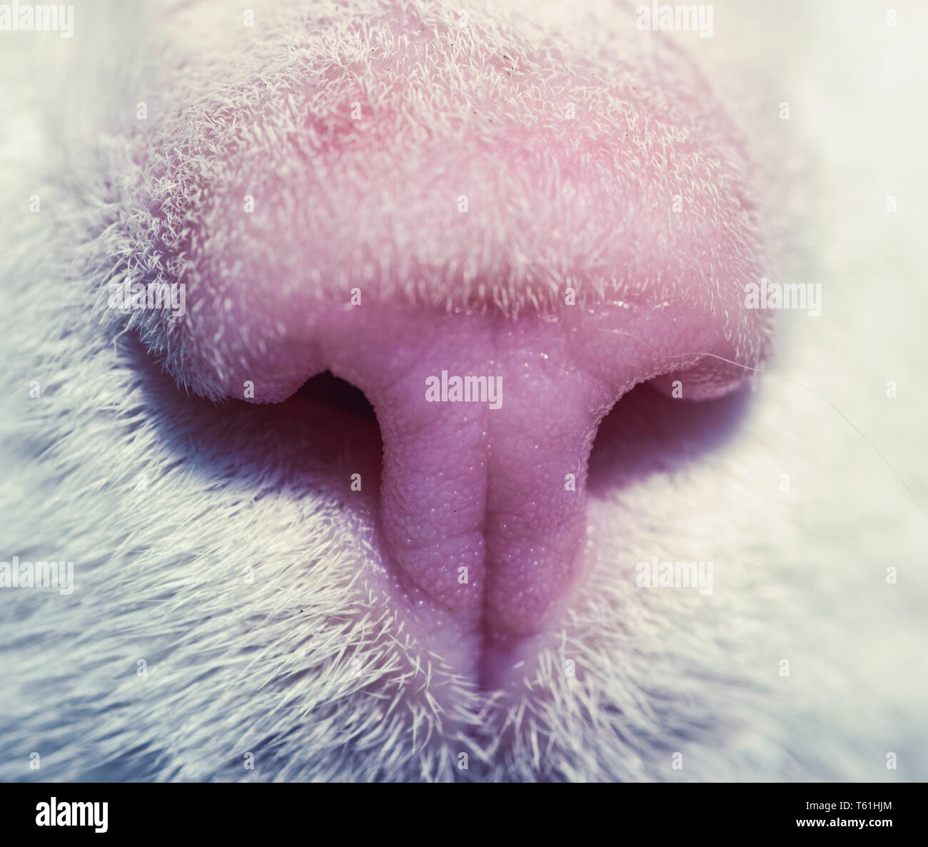 Wet pink nose hi-res stock photography and images - Alamy