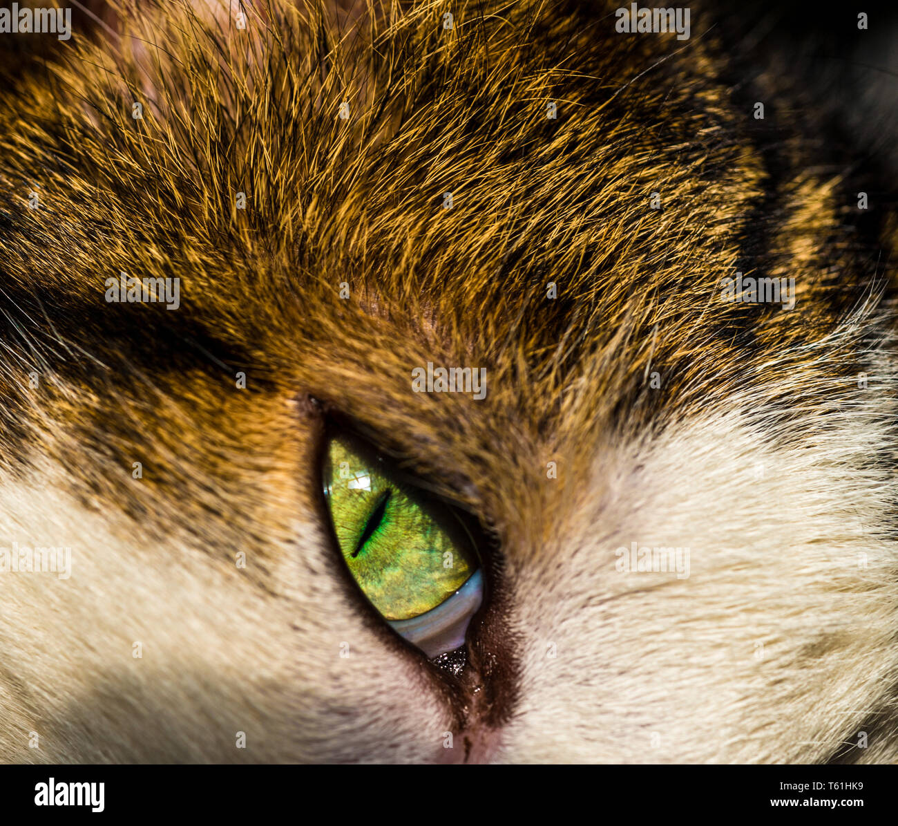 Domestic cat's open eye, close up Stock Photo - Alamy