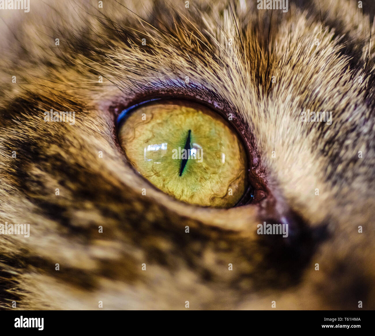Eye lids hi-res stock photography and images - Alamy