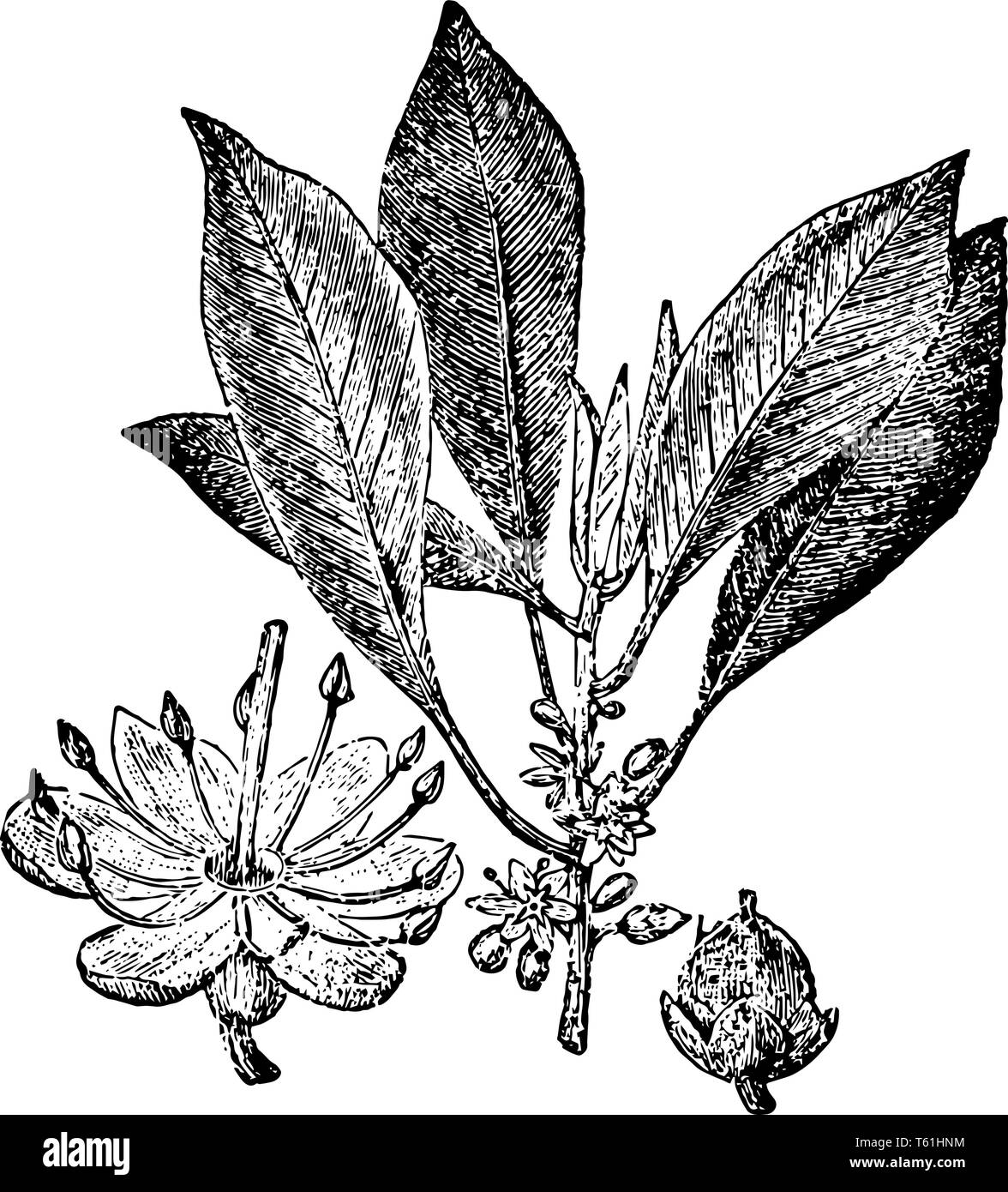 Hard substance Stock Vector Images - Alamy