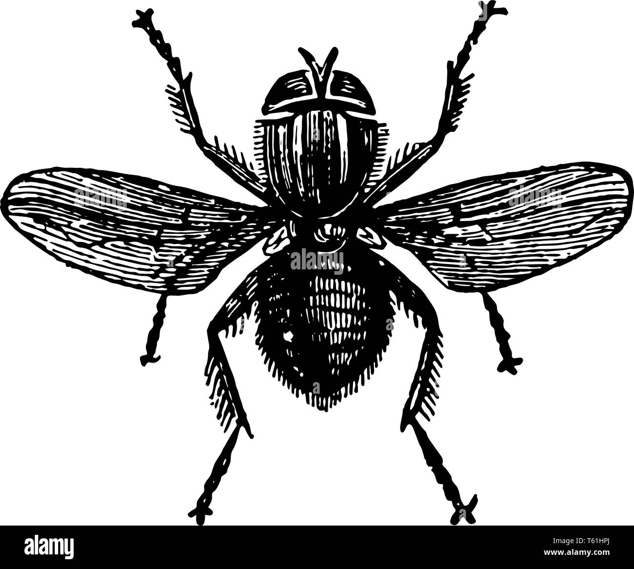 Lucilia Hominivorax is a specimen of the golden fly vintage line ...