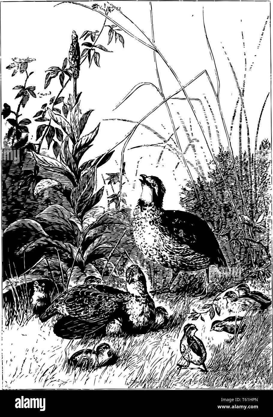 This illustration represents Group of Adult & Baby Quail vintage line ...