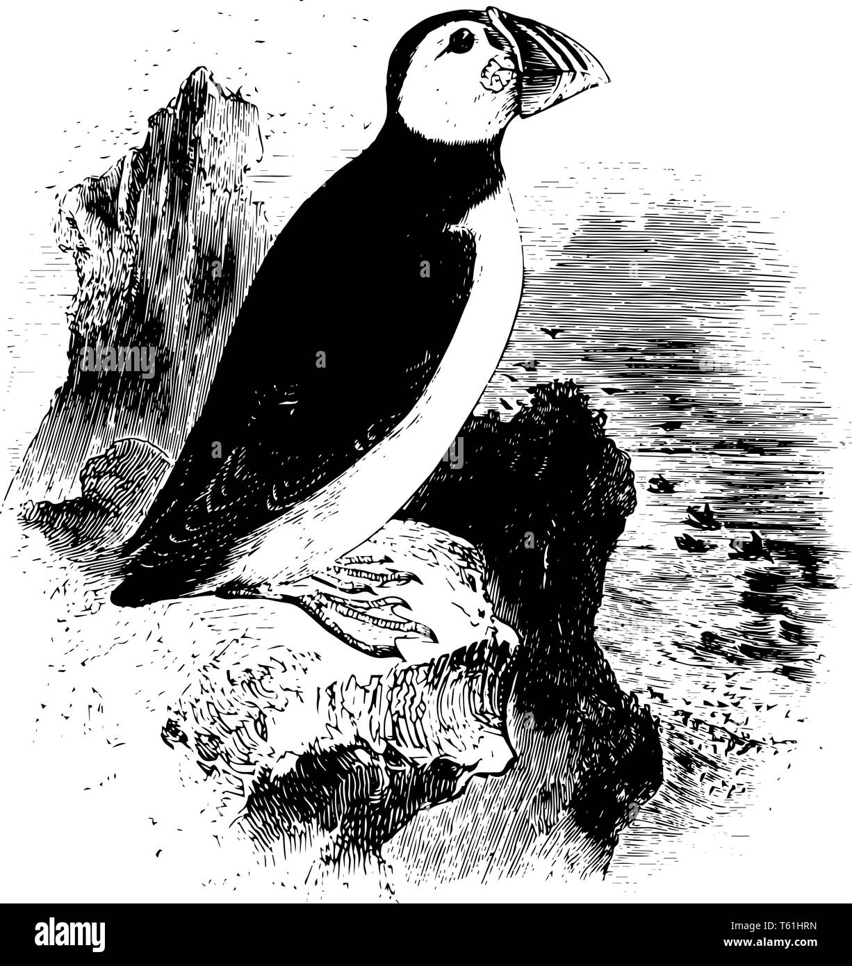 Arctic Puffin feeds chiefly on young fish vintage line drawing or ...